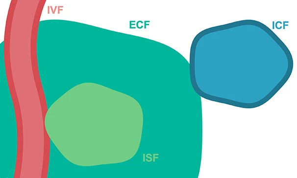 Narrowing the differential diagnosis for edema | Medmastery