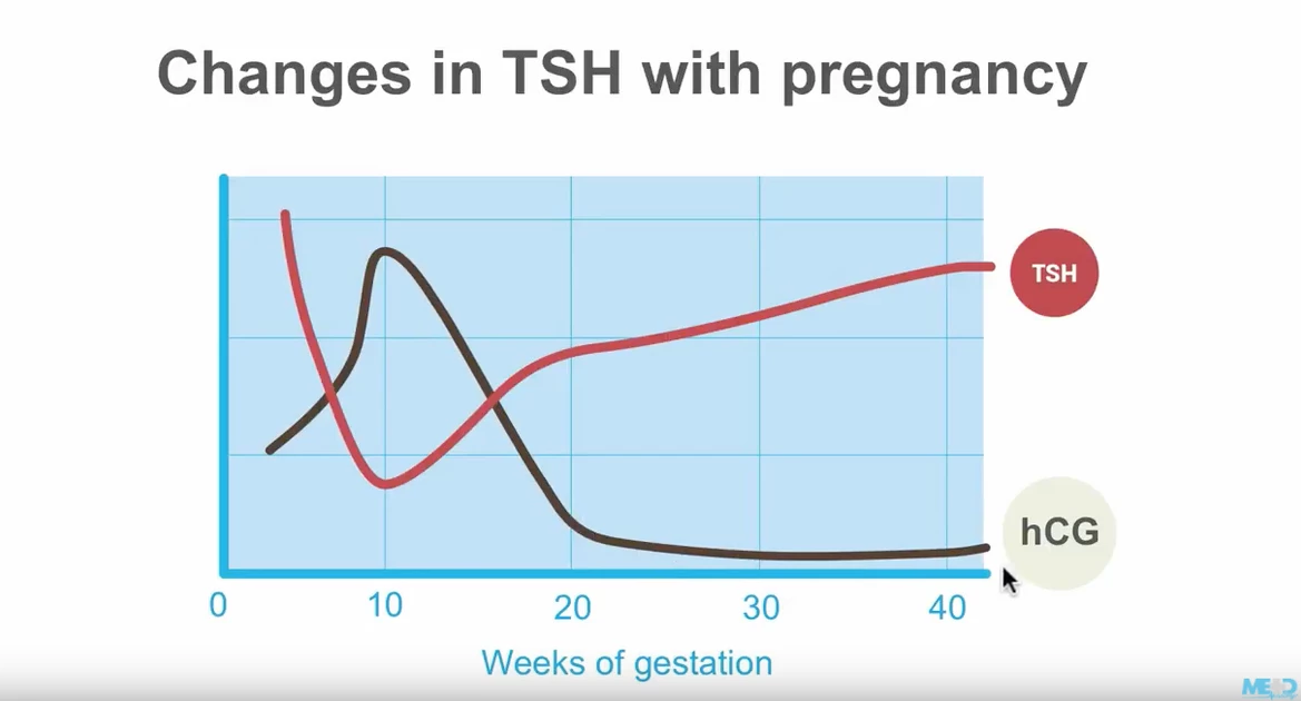 Understanding abnormal thyroid function during pregnancy | Medmastery