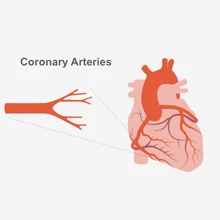 A refresher on coronary anatomy | Medmastery
